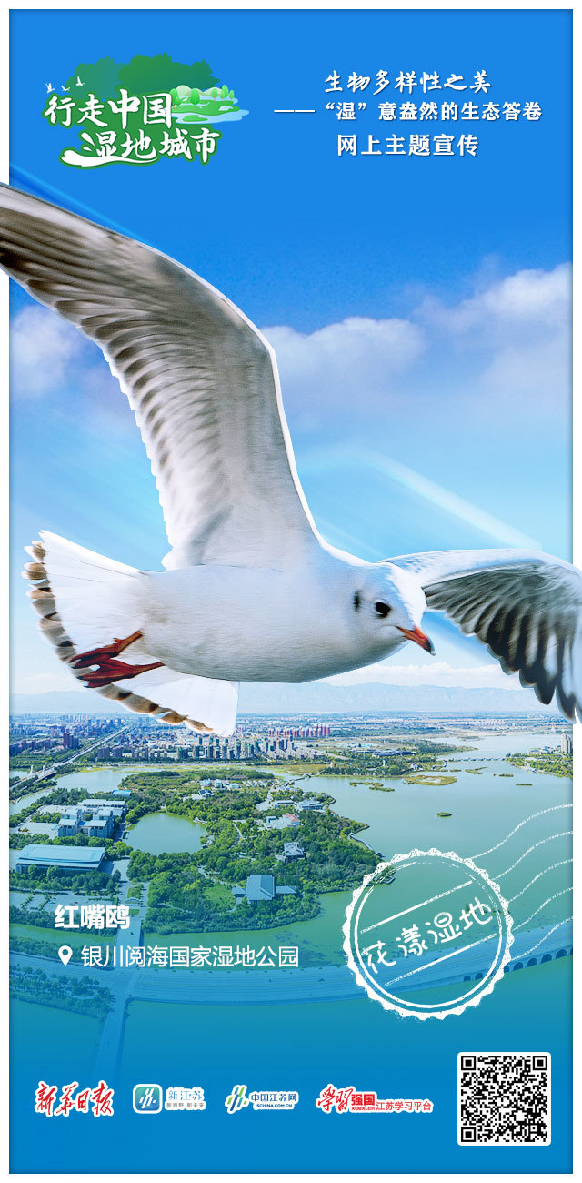 行走中国湿地城市｜银川阅海：水风清、鸟翩跹，且以诗意赋山“海”_荔枝网新闻